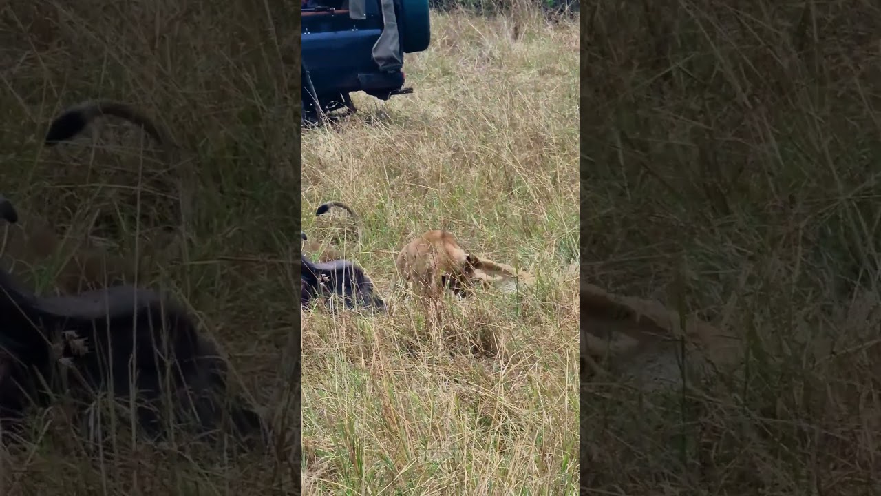 Wild Lion Cubs Play in a Buffalo Playground