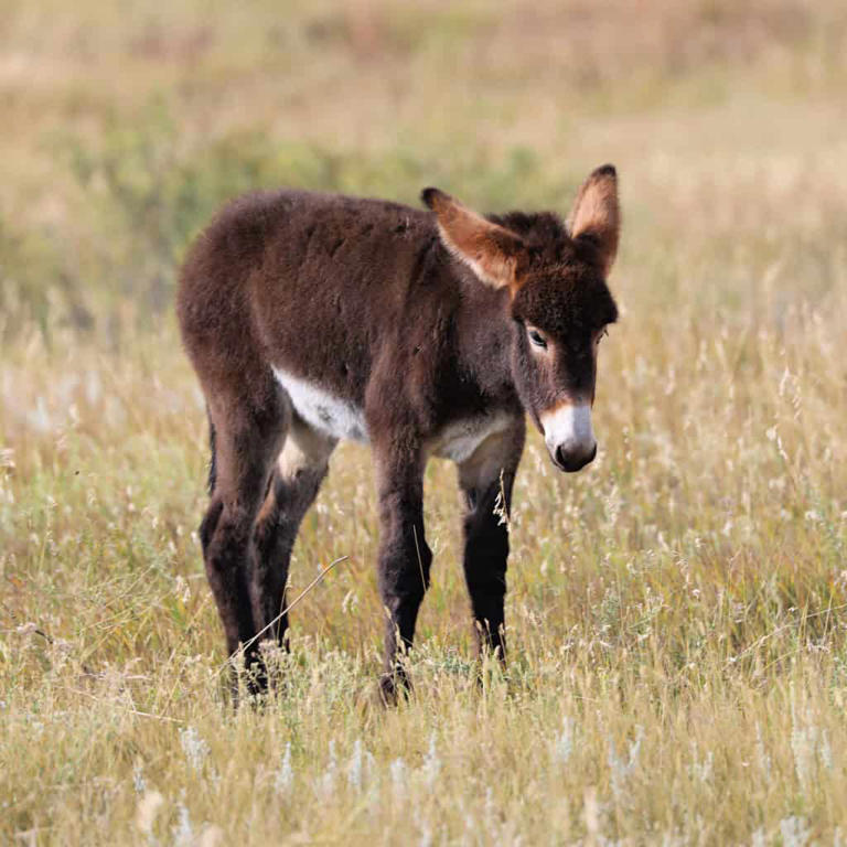 Complete Guide to Custer State Park Custer State Park