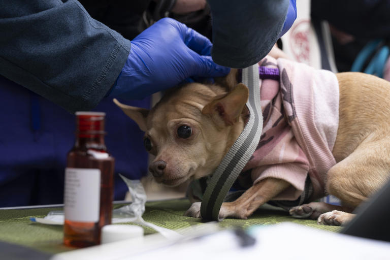 Dogs sit and stay to get vaccinated against parvovirus at San Francisco ...