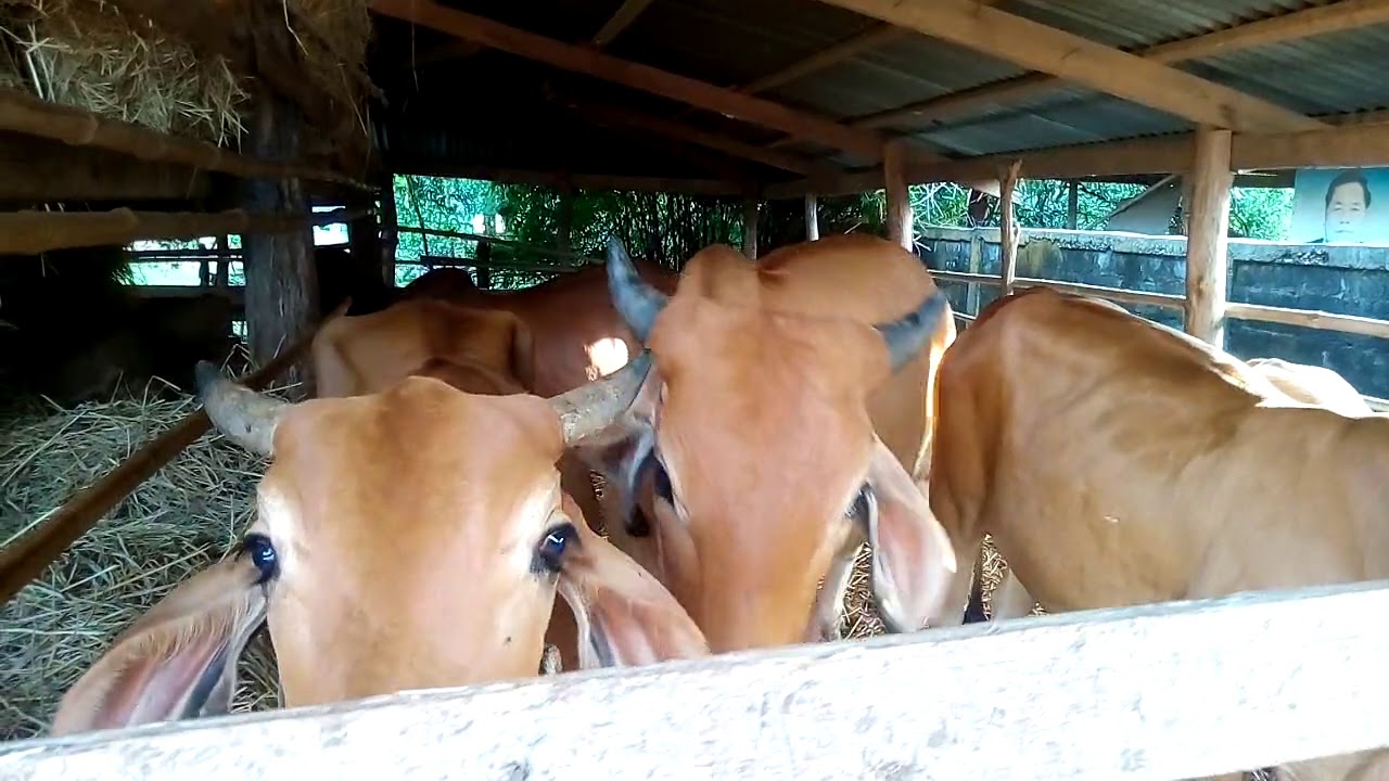 Grazing Cows Form a Peaceful Pastoral Landscape