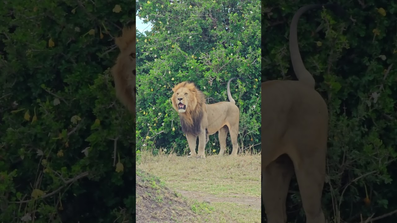 Incredible Lion Marks Its Territory On A Tree