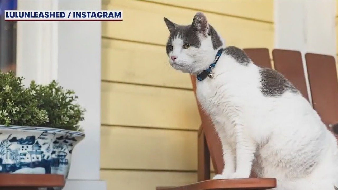 Meet Lulu the cat, 'Mayor of Thornton Park'