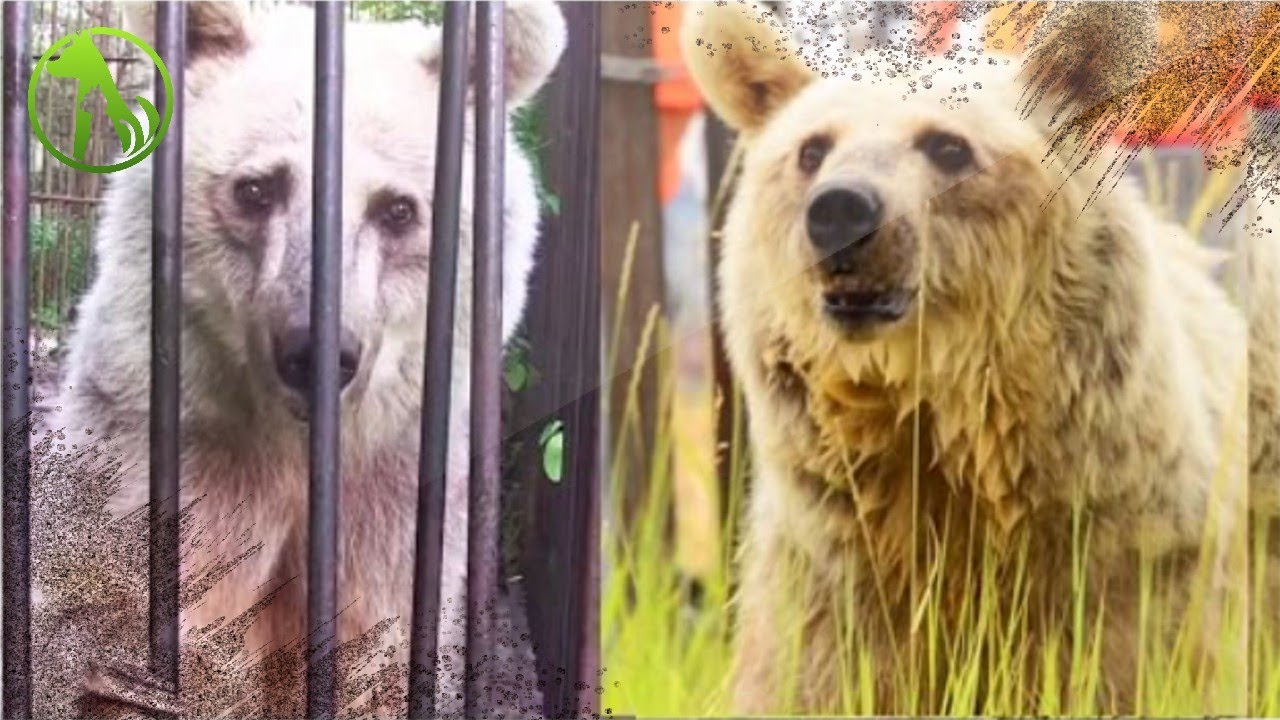 Senior Bears Caged For 20 Years Finally Take Their First Steps Of Freedom