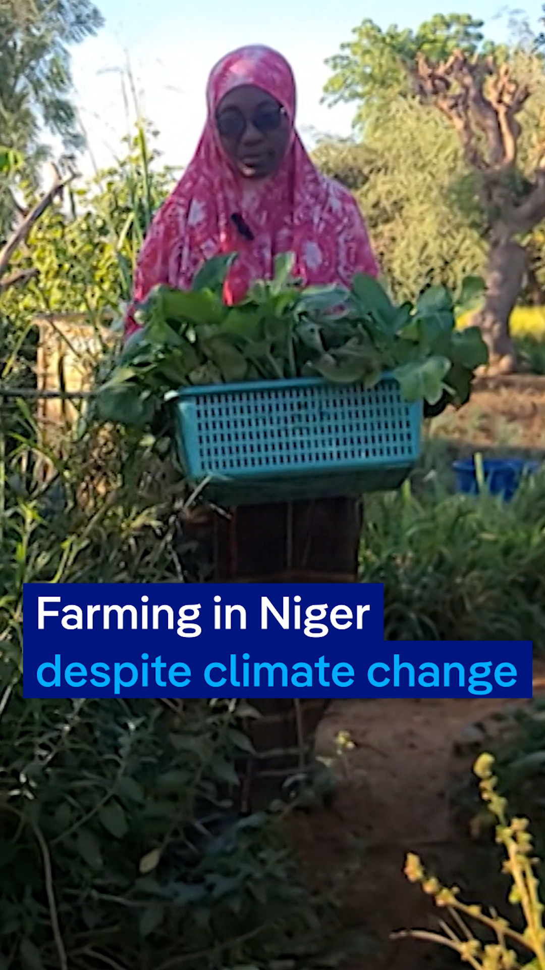 A Niger woman makes her garden grow despite extreme weather