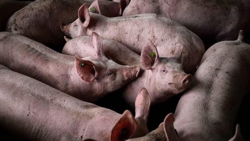 US FDA greenlights clinical trails for pig kidney transplants in humans