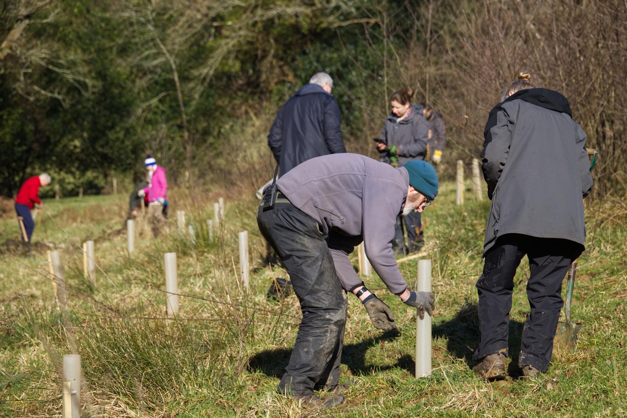 National Trust plants 400 trees for new woodland at Nymans