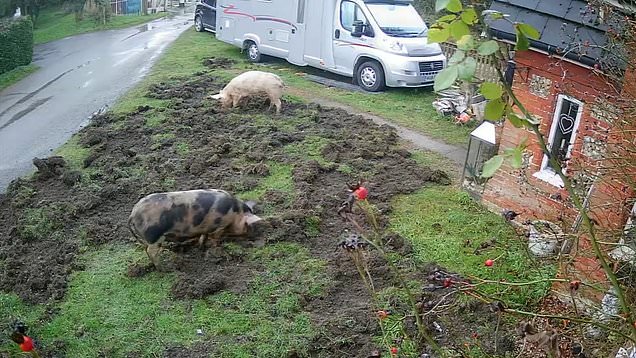 Runaway pigs ruin man's lawn in quiet Norfolk village