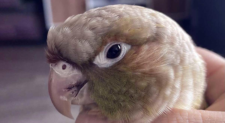 5 Beak Problems in Pet Birds