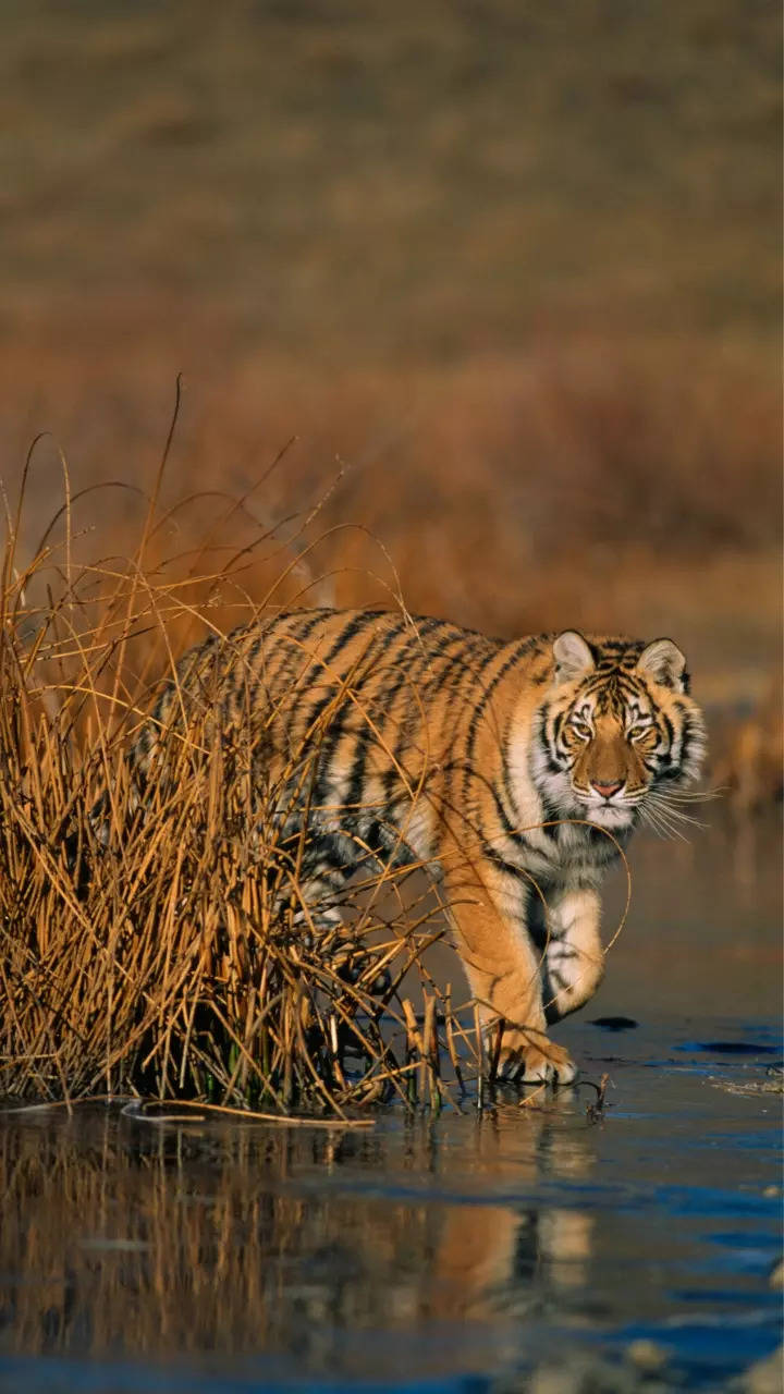 In photos: Iconic animals of Bandipur National Park
