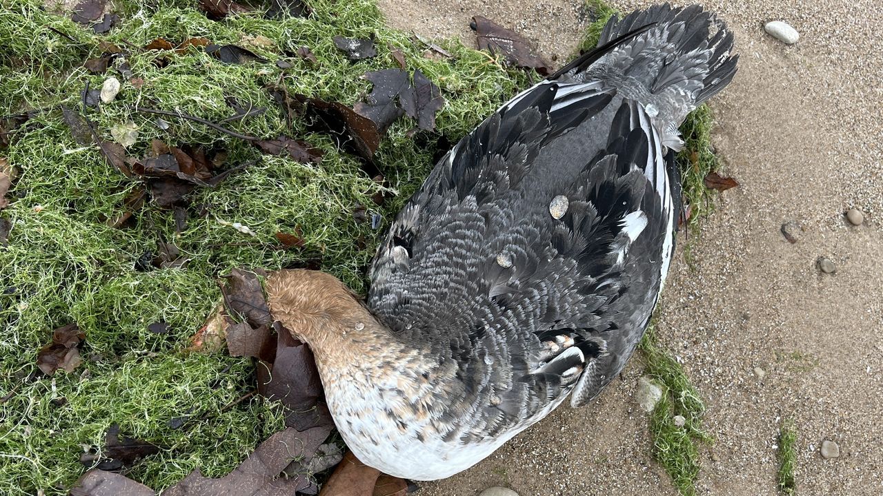 Avian flu suspected in lakefront bird deaths