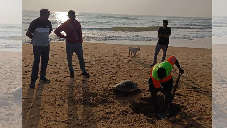 Why Tamil Nadu’s shores have become a death trap for Olive Ridley turtles