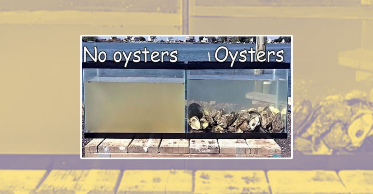Can 1 adult oyster filter more than 50 gallons of water in 24 hours?