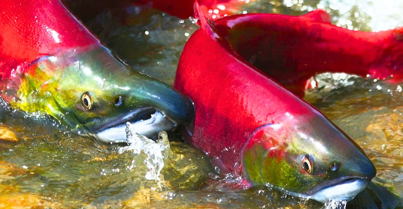 Congress To Oregon: Hydropower Or Salmon, You Can’t Have Both Congress To Oregon: Hydropower Or Salmon, You Can’t Have Both