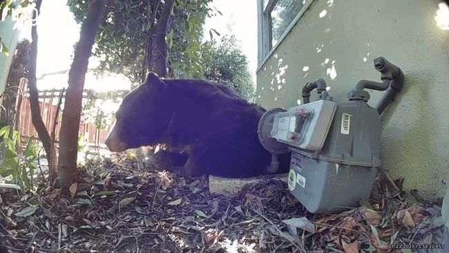 Altadena Man Returns Home After Eaton Fire to Find Giant Bear Has Moved In
