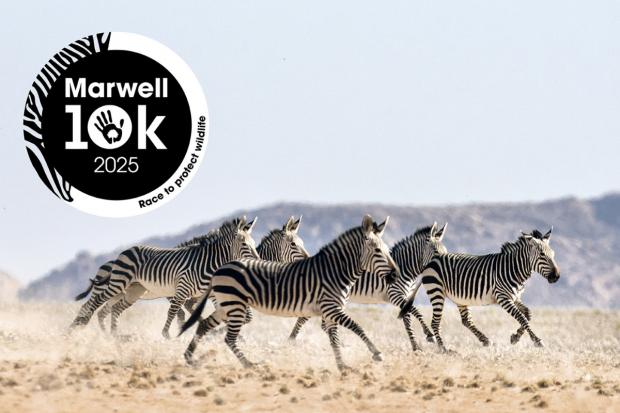 10k run through zoo launched to help endangered species