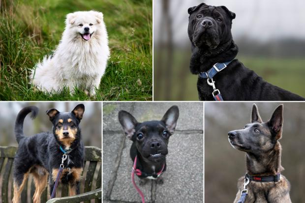 Six stunning dogs hoping to find loving families after living at rescue ...