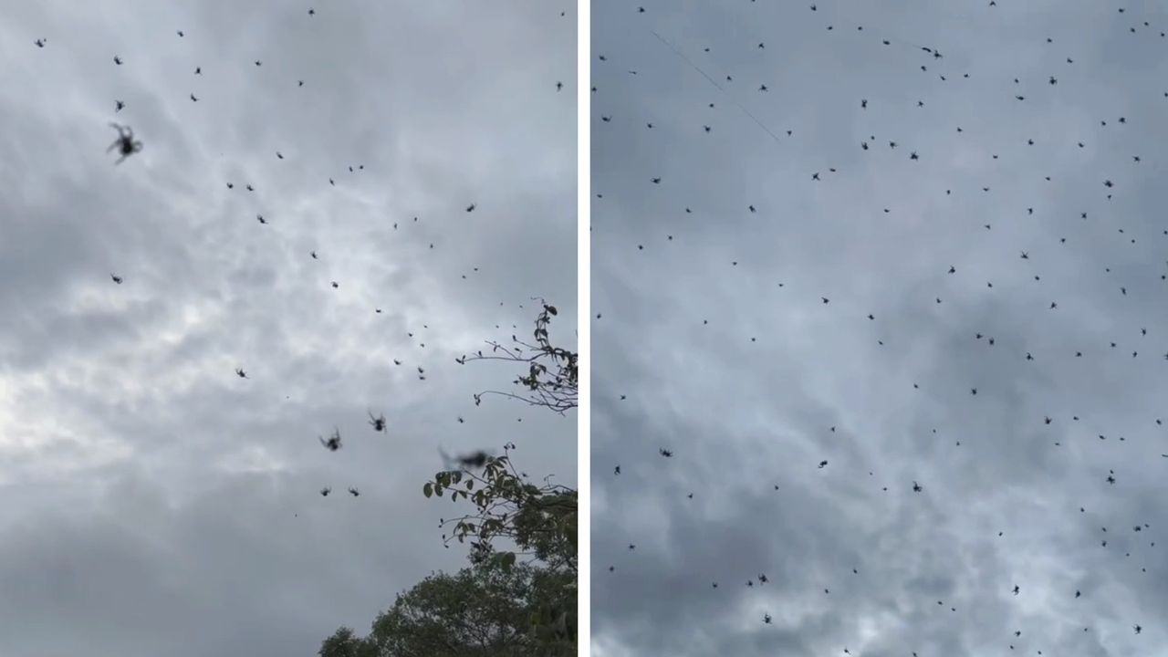 Terrifying video shows spiders falling like rain in Brazil