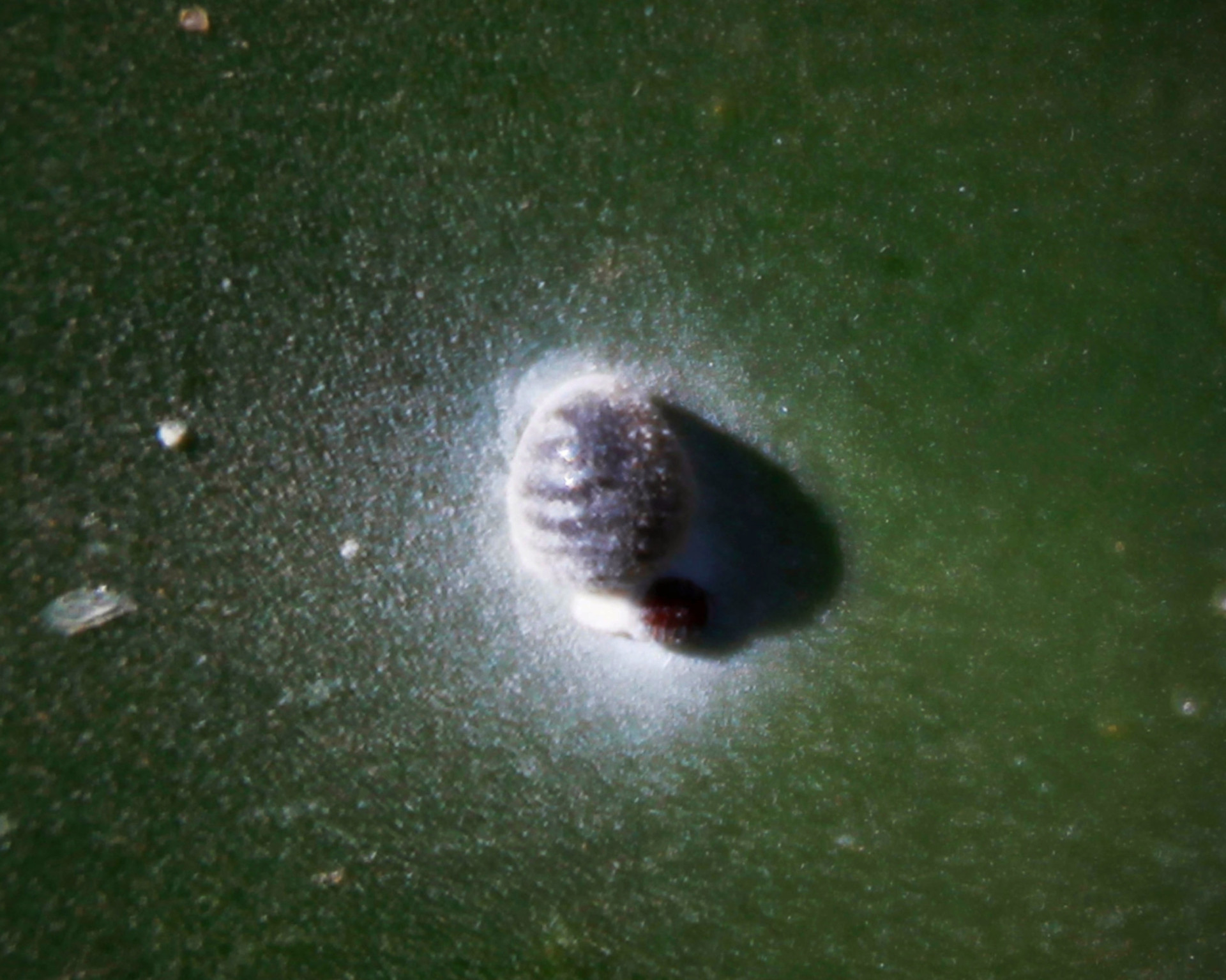 How a bug painted Europe red