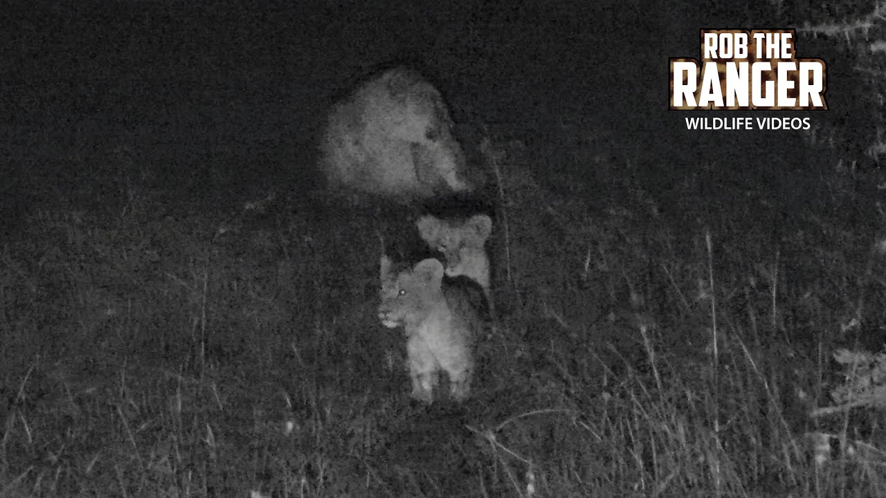 Nighttime Lion Pride Under the Stars Wild Encounter