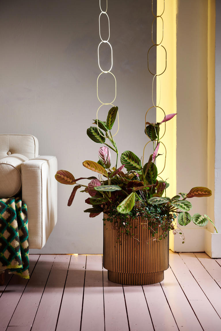A Houseplant for Every Zodiac Sign — Which One Matches Your Personality ...