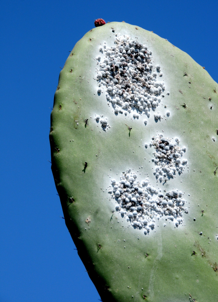 How a bug painted Europe red