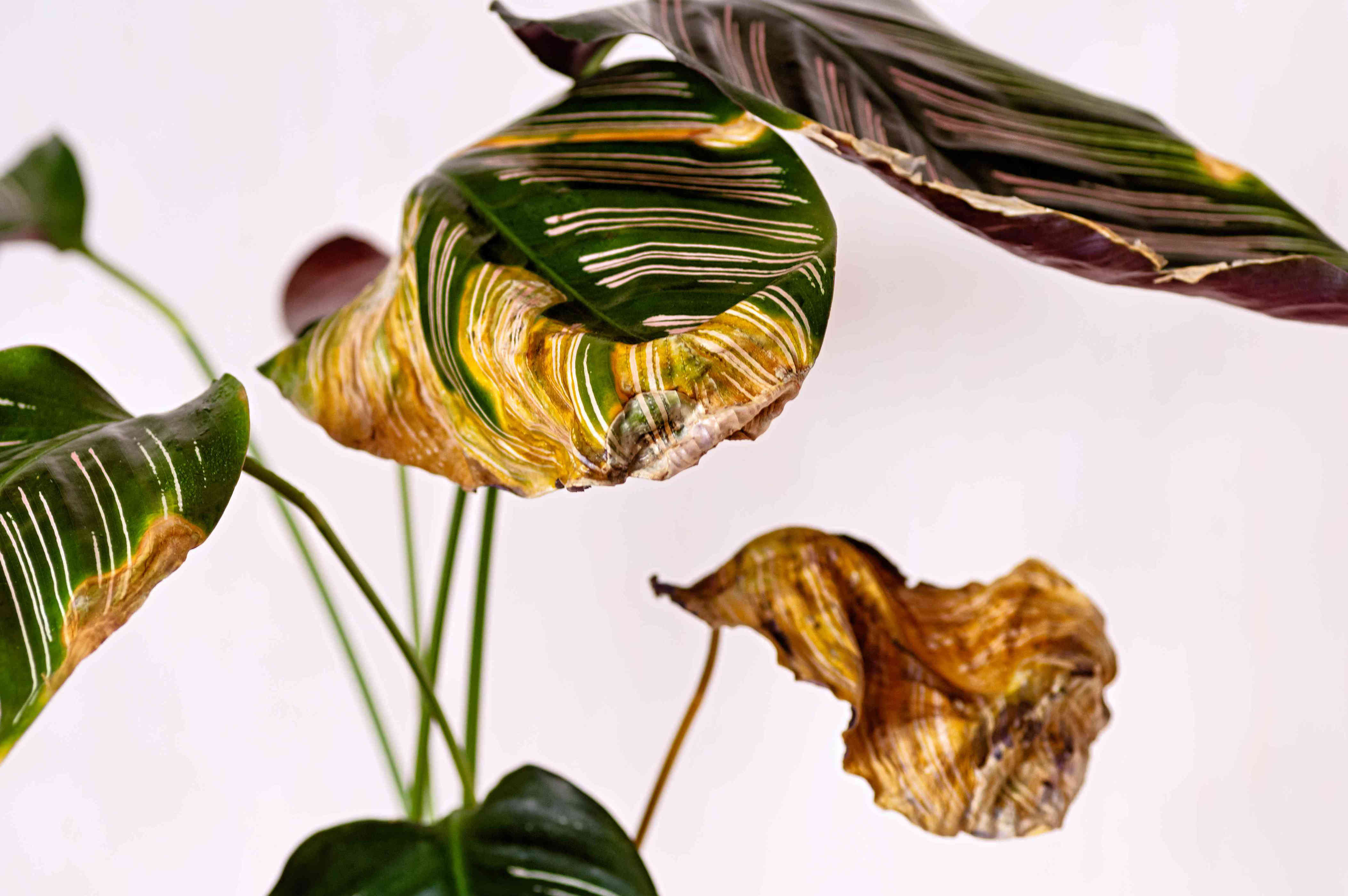 6 Reasons Your Calathea Has Brown Edges and How to Fix It Fast
