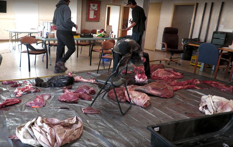 Piikani Nation hunters harvest first bison in Banff in over 145 years