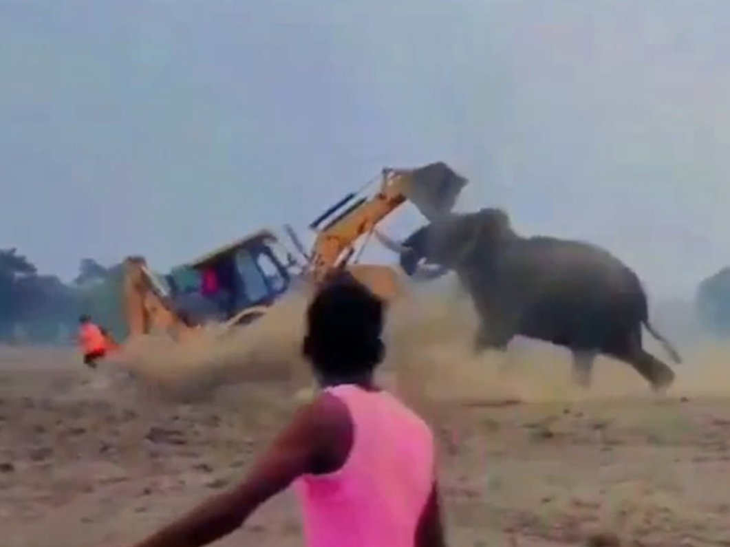Drunken elephant attacks excavator and rams platform