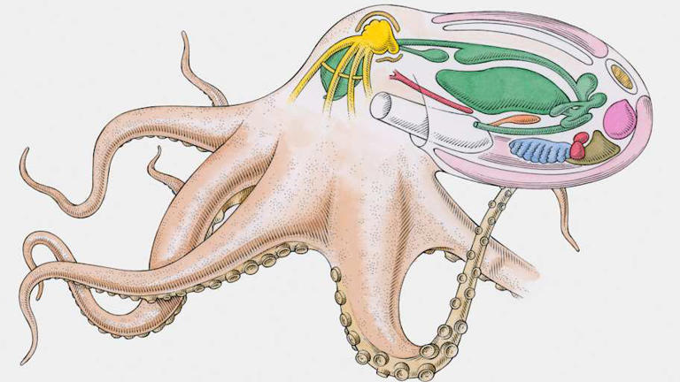 How Do Octopuses Poop?