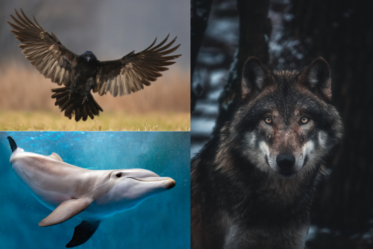 How Ravens, Wolves, And Dolphins Use Strategy To Hunt And Survive