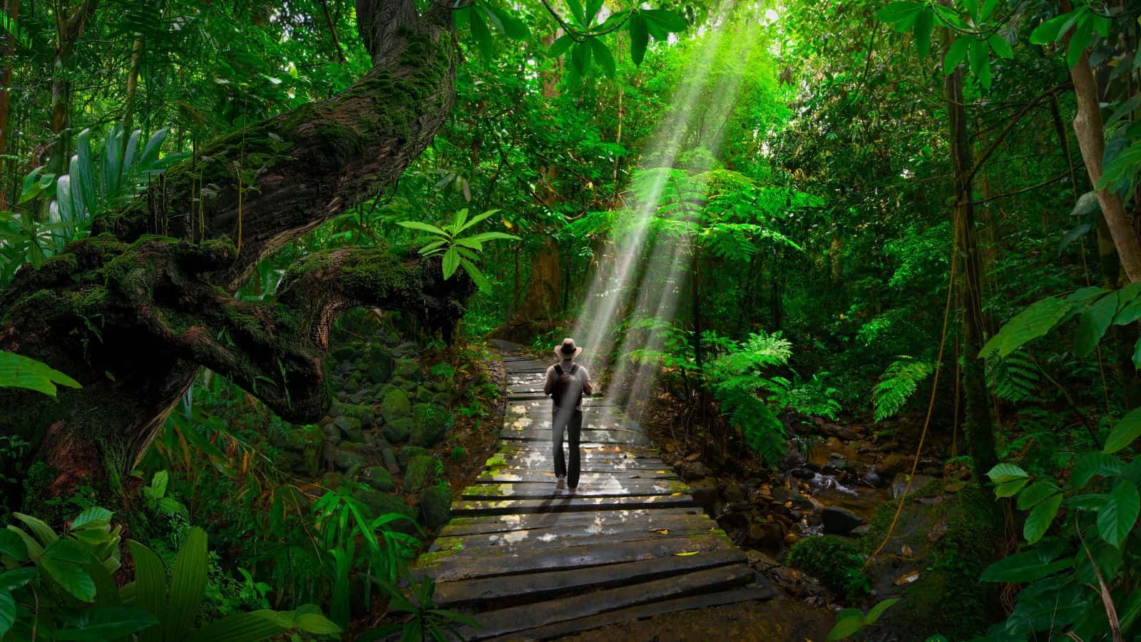 19 Enchanting Forest Getaways Perfect for Escaping Reality