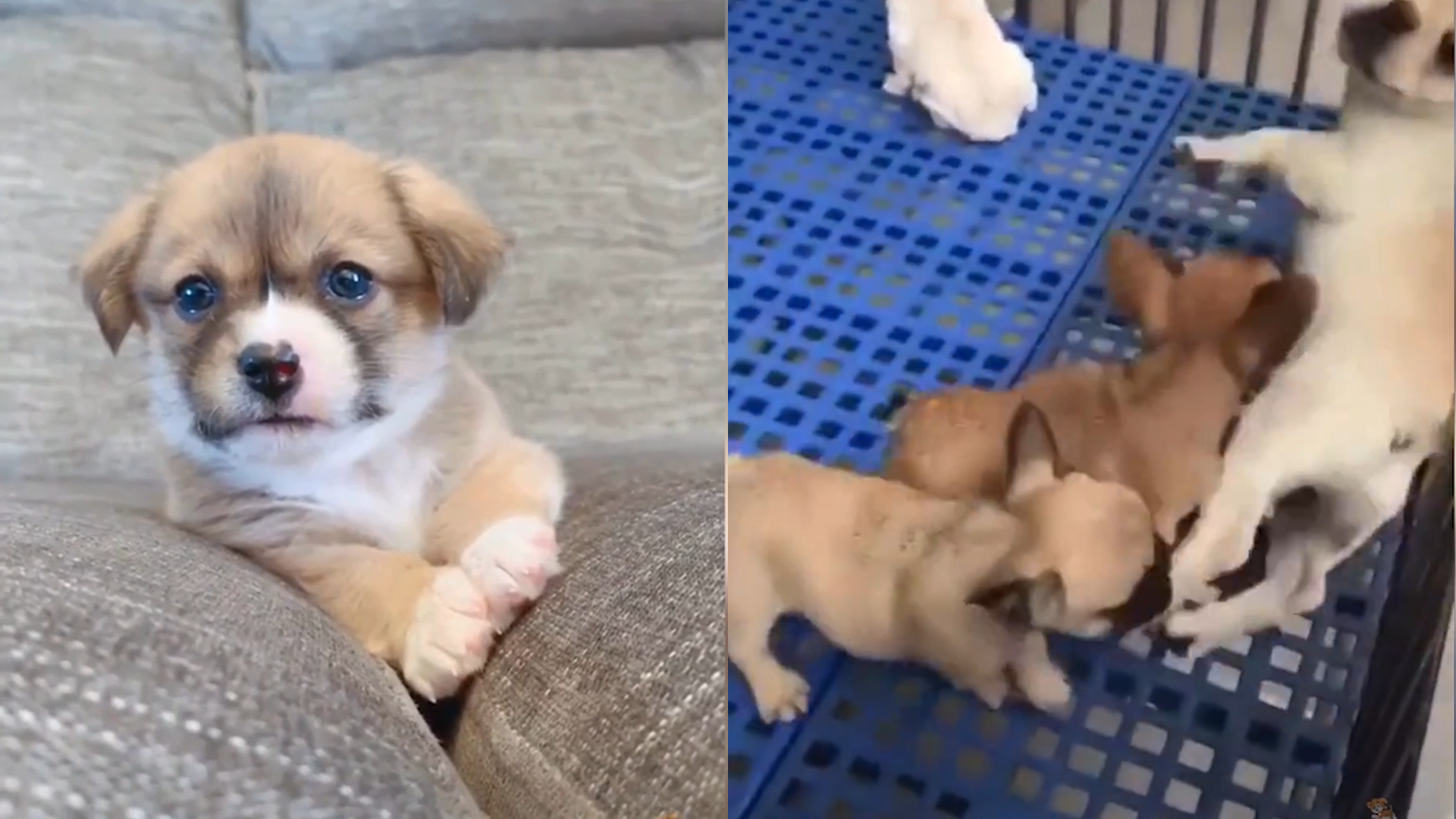 Funny Dog: The Funniest Dog Moments You Must See! 🐶😂