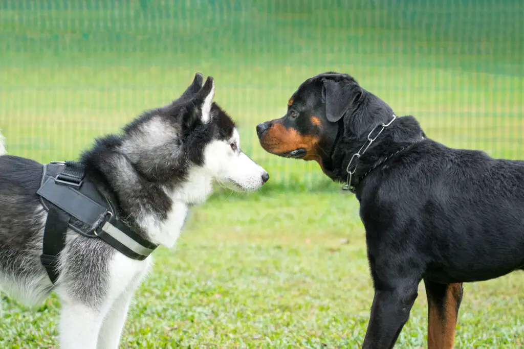 15 Memories of Neighborhood Dogs That Made Our Childhoods Special