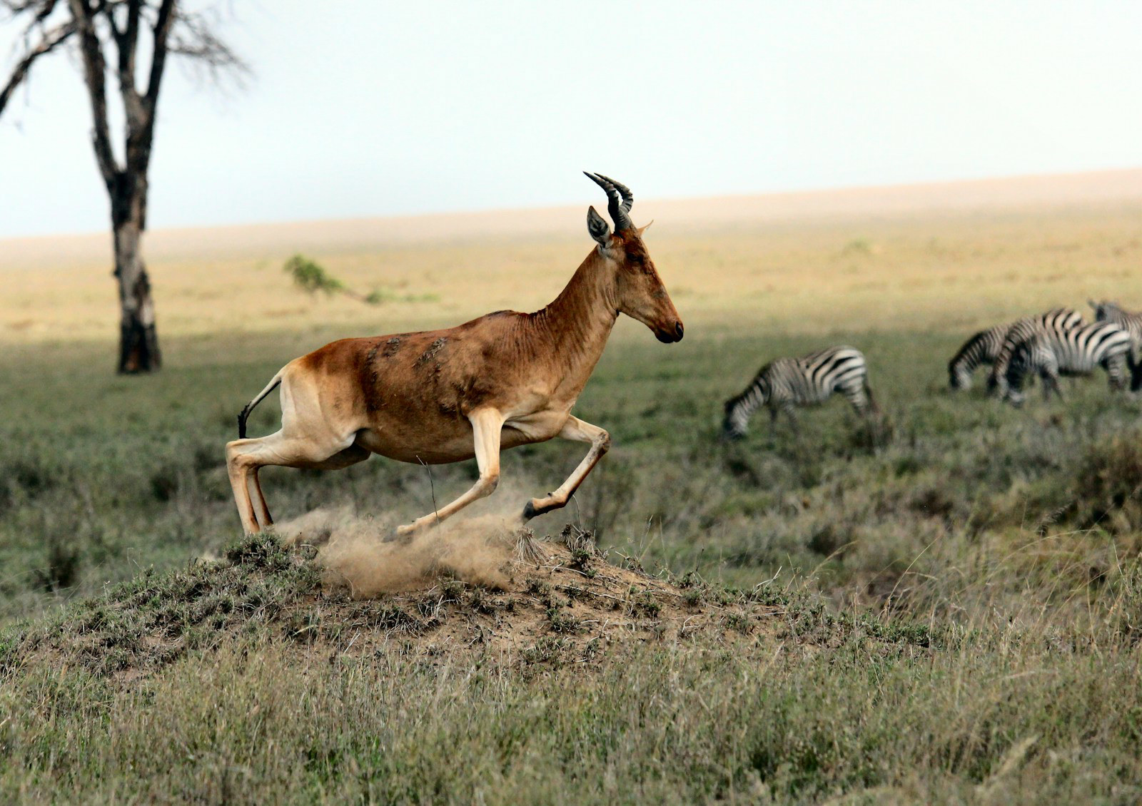 How Climate Change Affects Animal Migration Patterns How Climate Change Affects Animal Migration Patterns