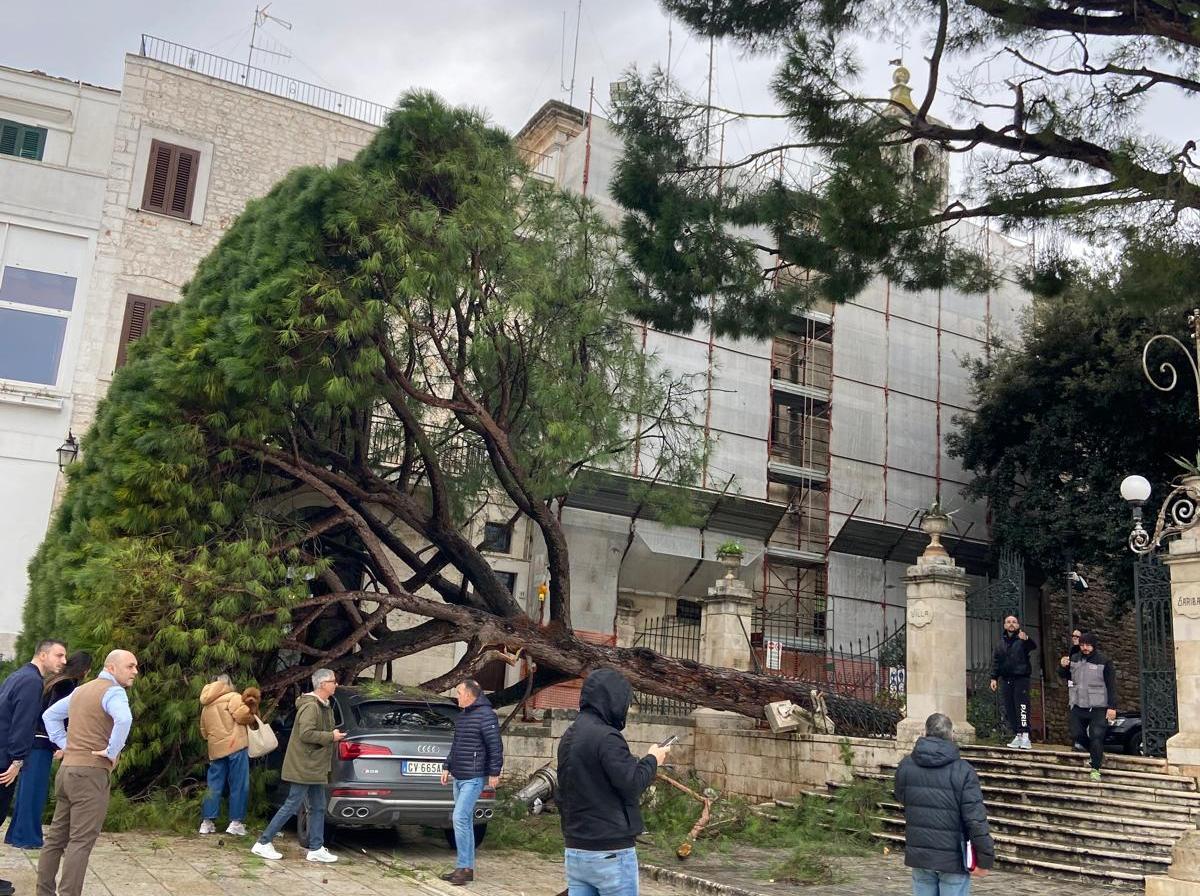Parcheggia l'auto, esce e pochi istanti dopo sulla macchina cade un pino secolare: tragedia sfiorata