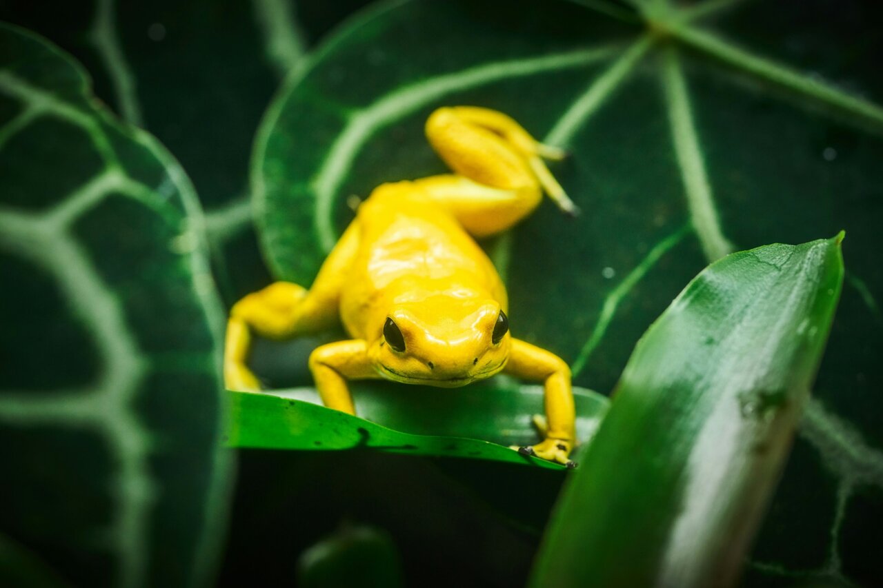Frogs' unique bitter taste receptors could hold key to better human ...