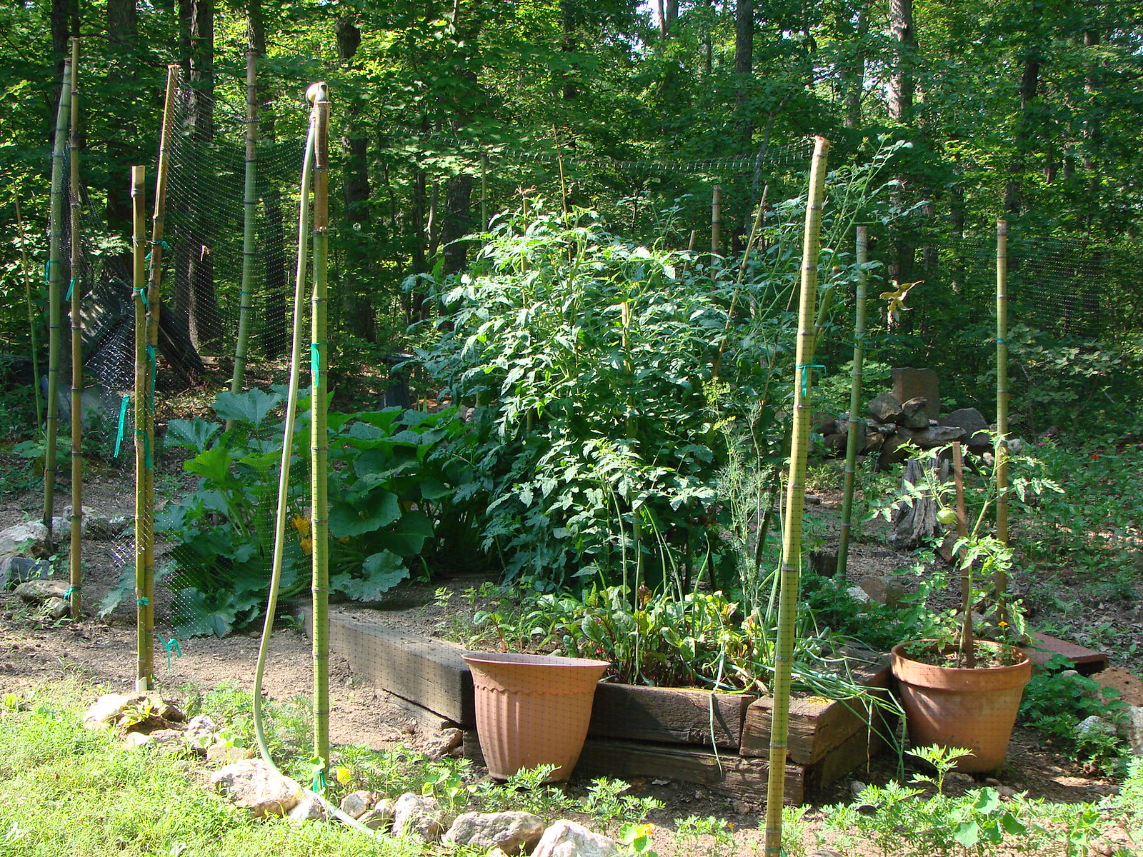 20 thrifty backyard privacy solutions for renters
