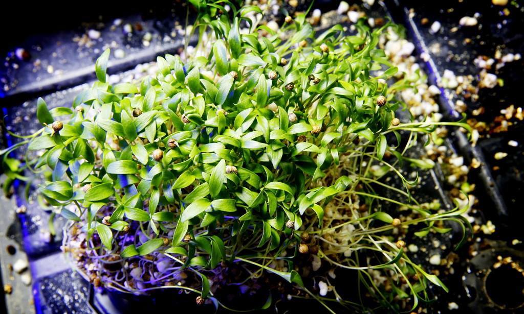 20 Edible Plants You Can Grow Indoors Year-Round