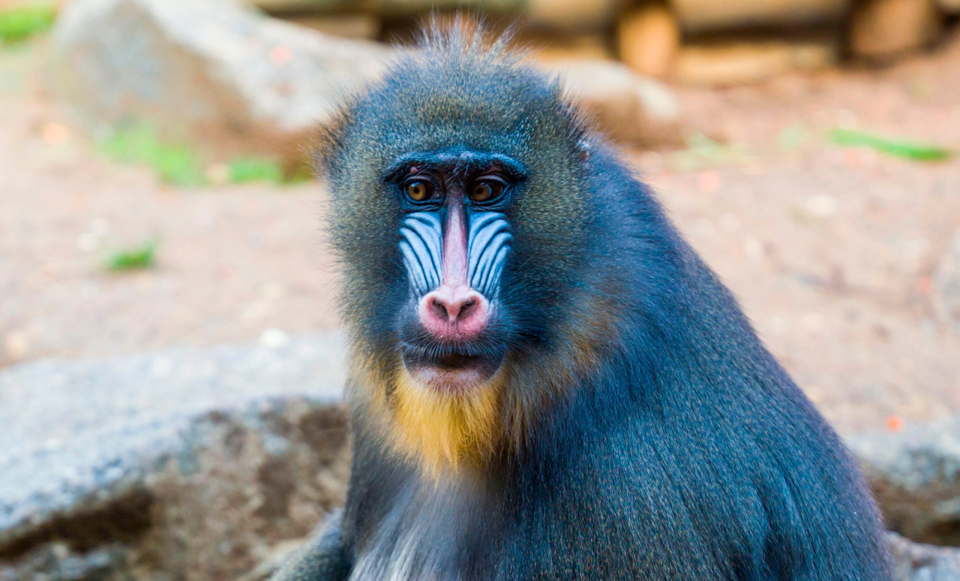 Nature's most colorful creatures