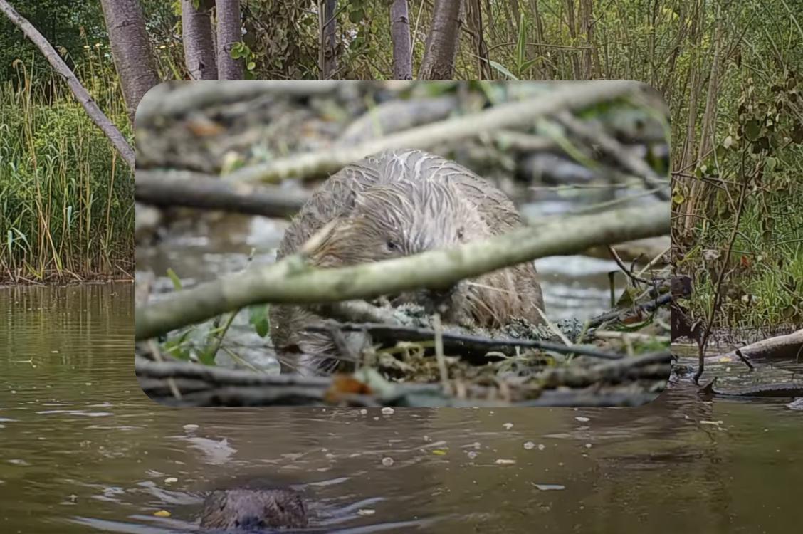 Beaver Colony Does Humans a Huge Solid, Completes Dam Project Held Up ...