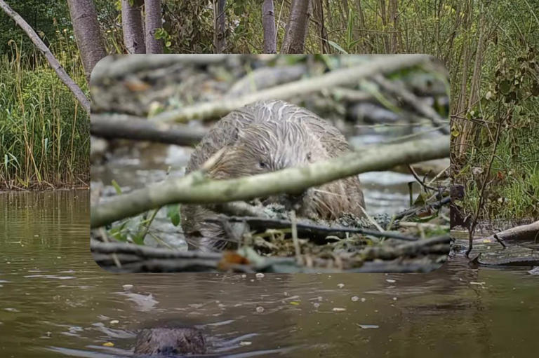 Beaver Colony Does Humans a Huge Solid, Completes Dam Project Held Up ...