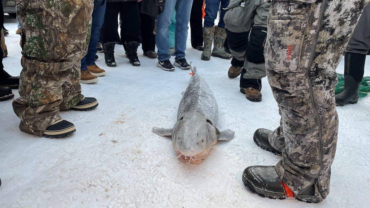 Black Lake sturgeon season: Michigan's shortest fishing season approaches