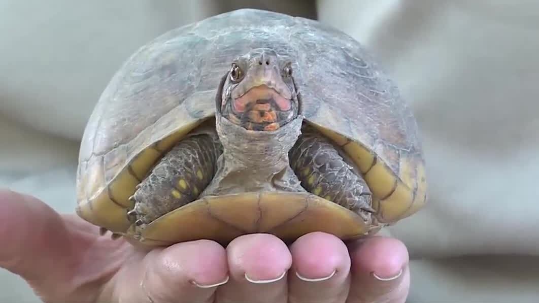 Zoo Buddy: Box Turtles!
