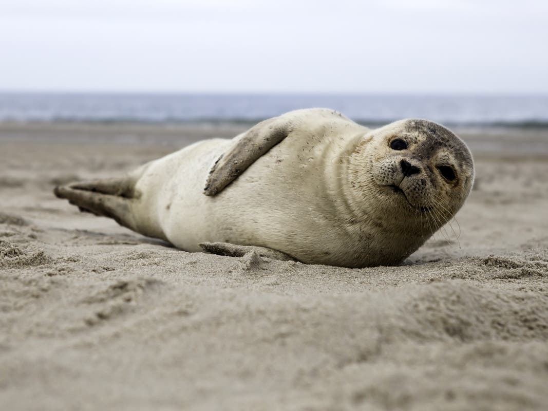 Guided Seal Nature Walks Through Sandy Hook This Feb.