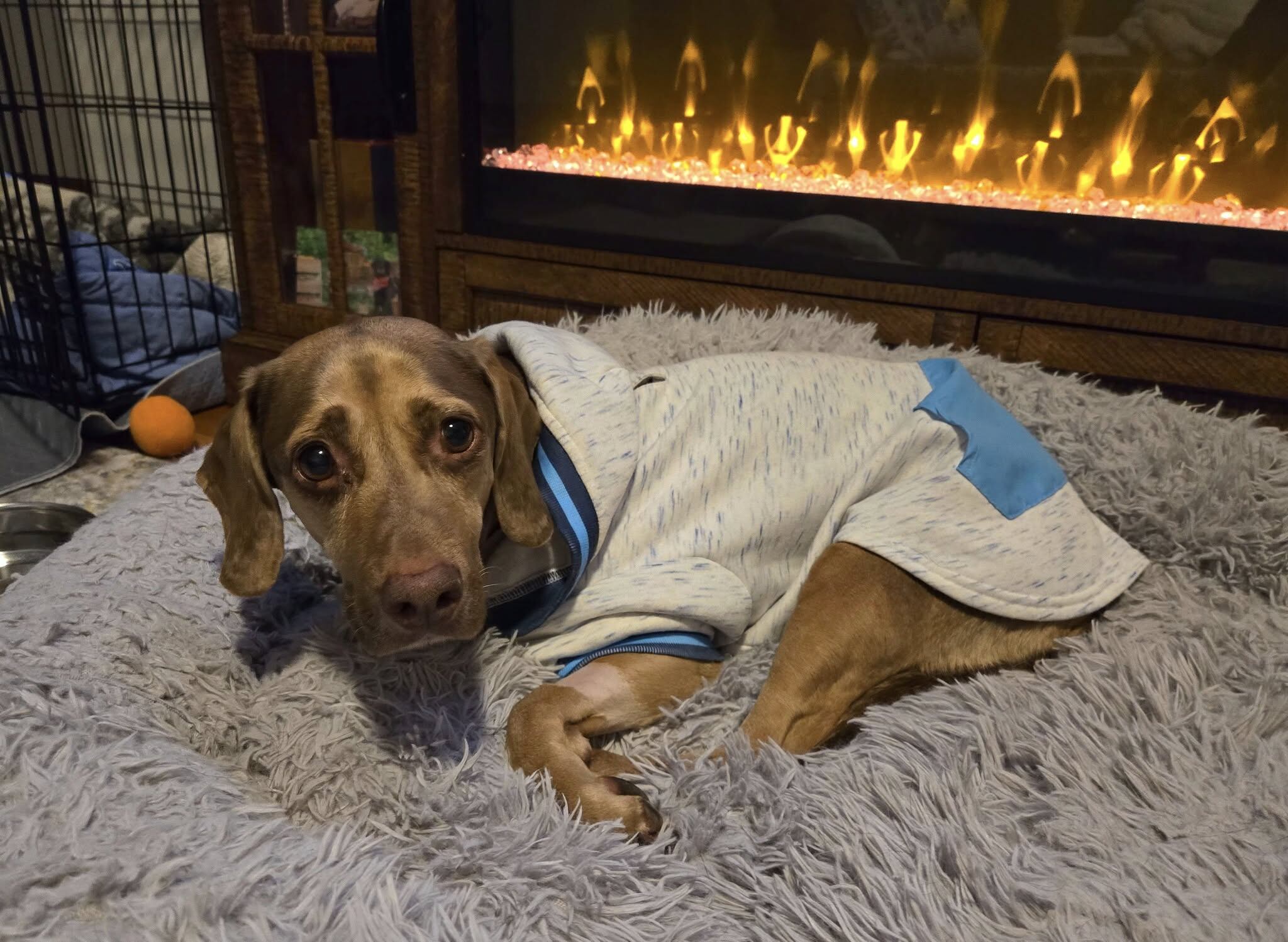 TJO seeking donations to help with strangled dog’s recovery