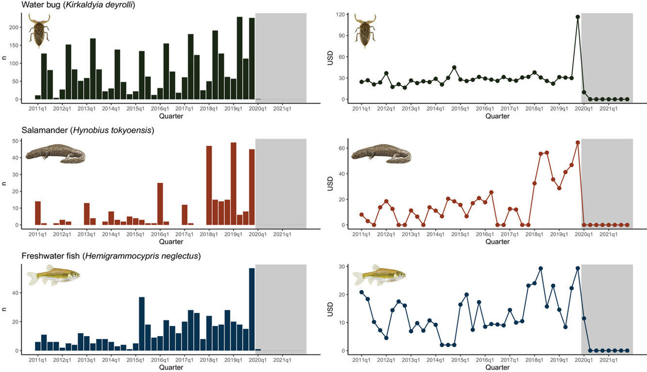 Banning wildlife trade can increase trade of other threatened species