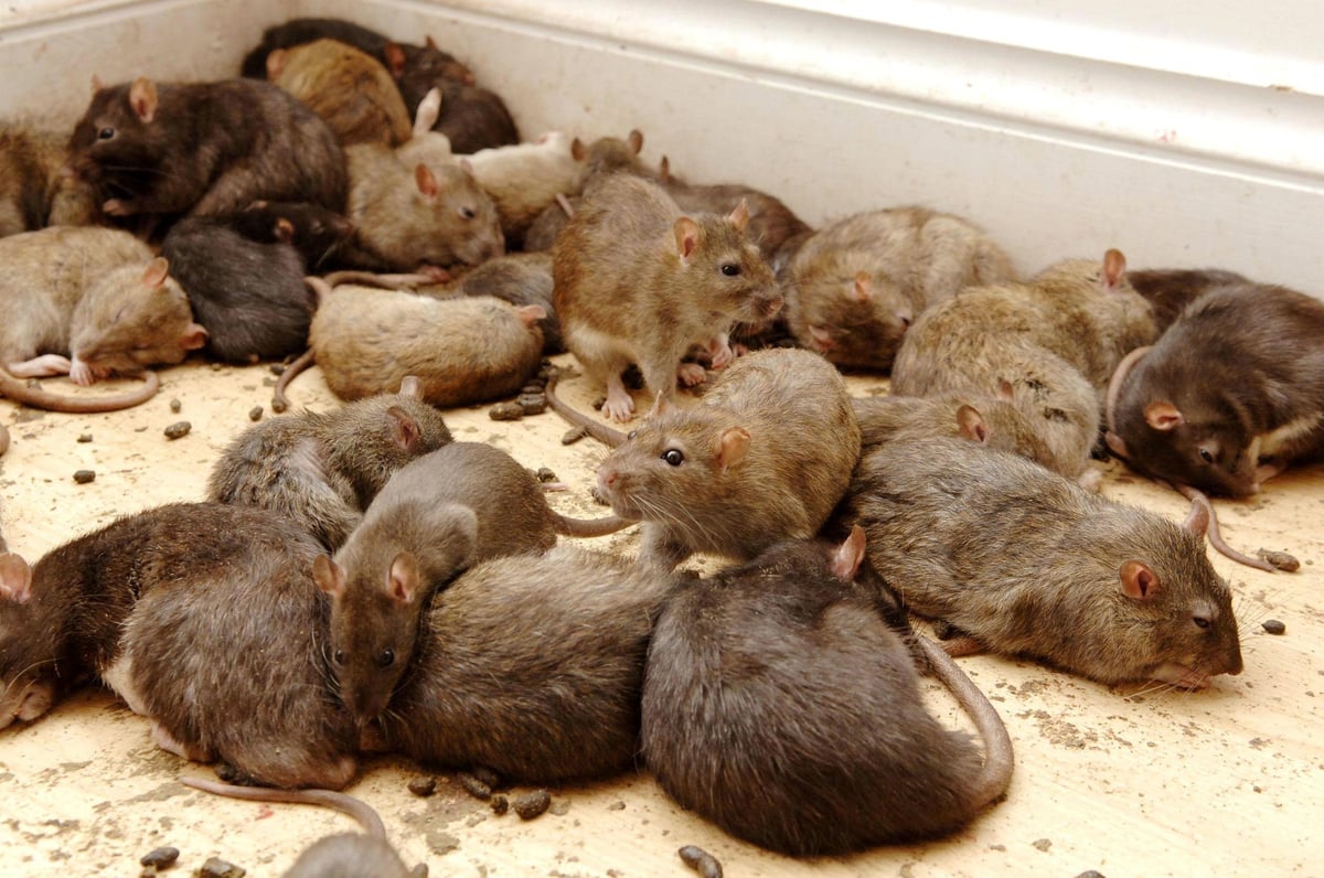 Global cities at risk of growing rat infestations fueled by climate ...
