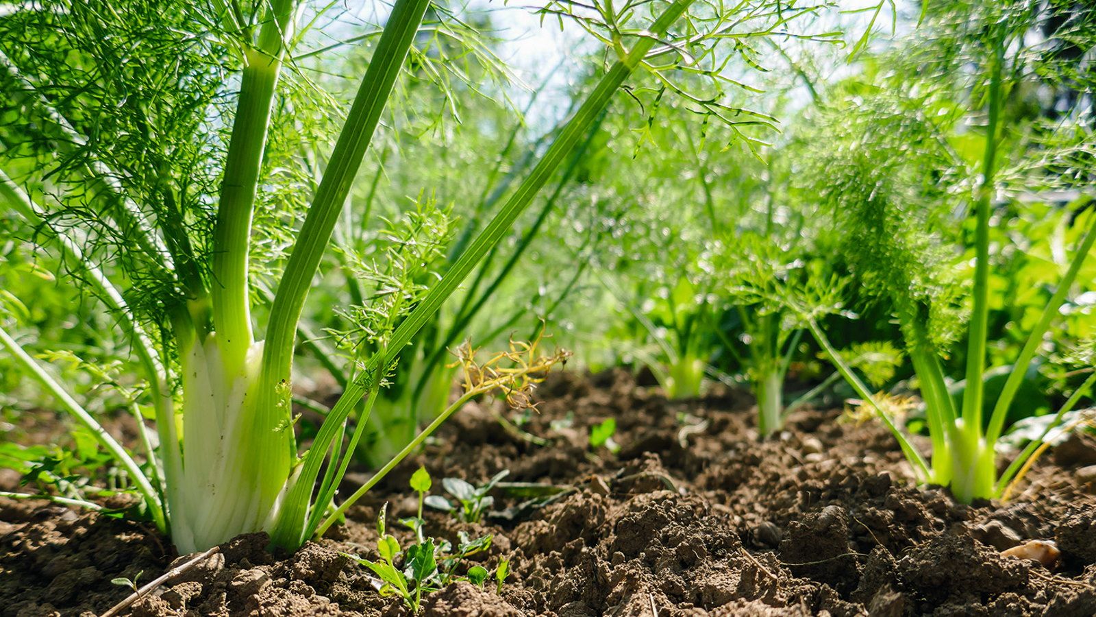 Never grow these 7 plants next to fennel if you want them to thrive ...