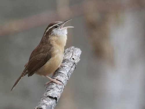 Central Texas’ February bird forecasts