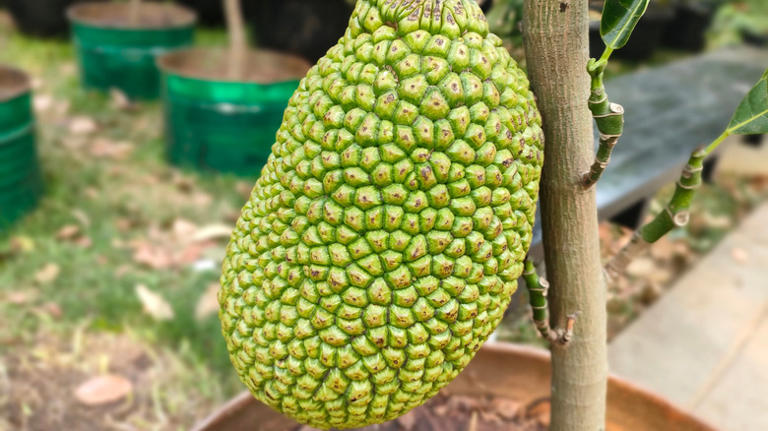Can You Grow A Jackfruit Tree At Home? Here's What You Need To Know